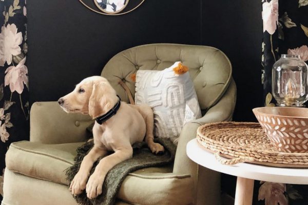 Armory SW 9600 Paint Color by Sherwin Williams - DecorCreek