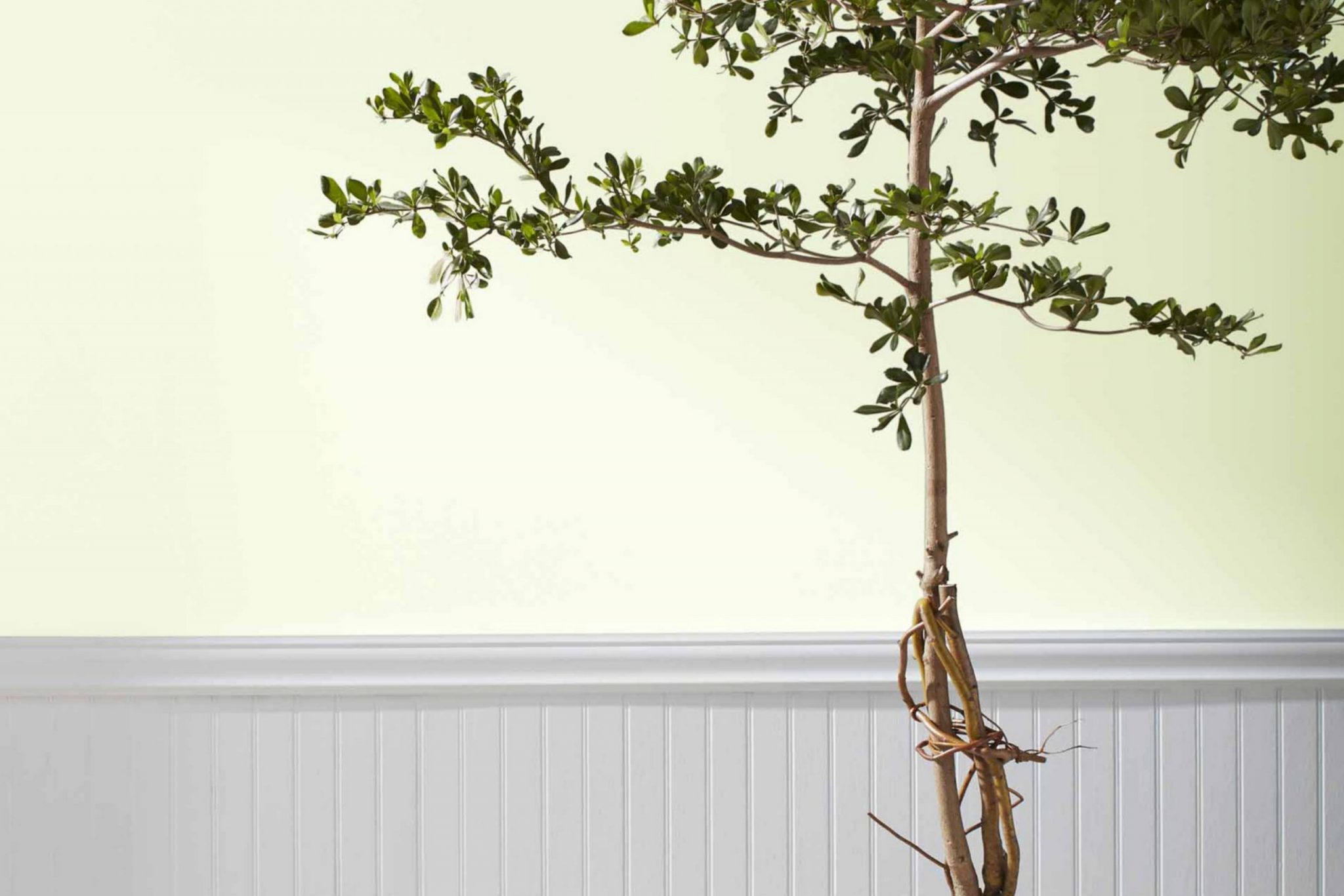 Frosty Lime 2029-70 Paint Color by Benjamin Moore - DecorCreek