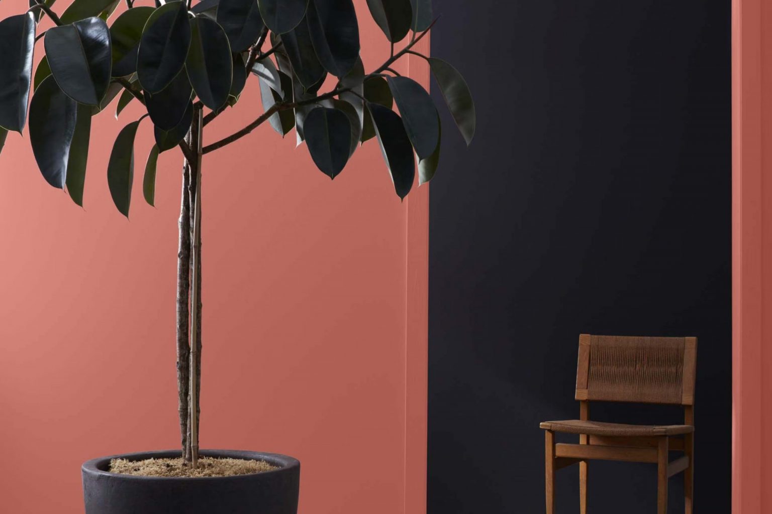 Wild Flower 2090-40 Paint Color by Benjamin Moore - DecorCreek